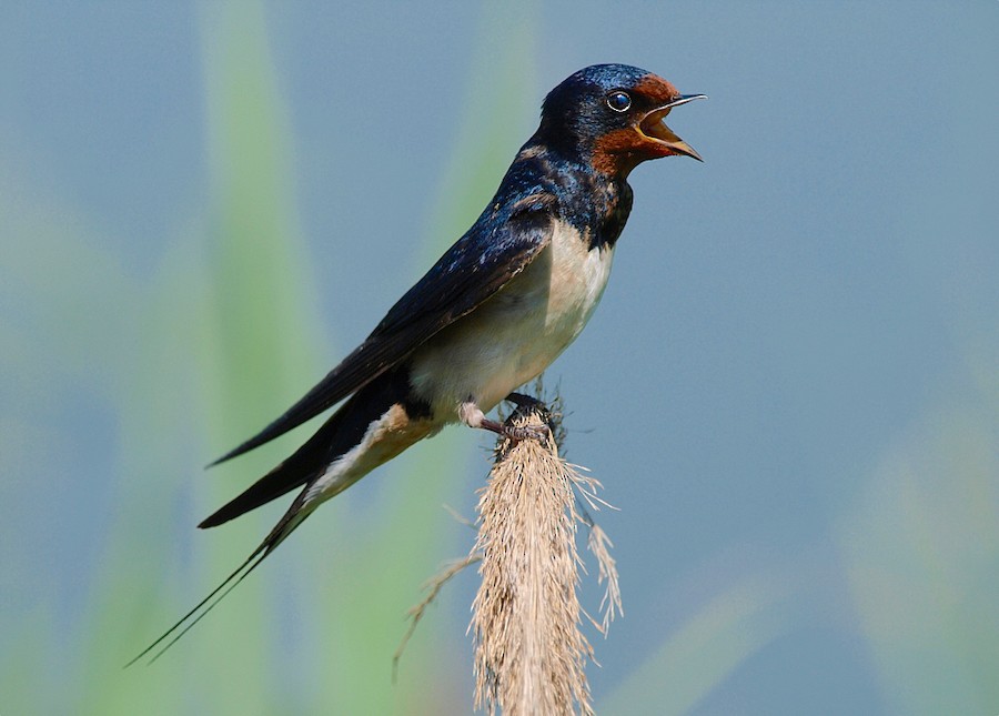 Layang-layang asia (rustica) - eBird