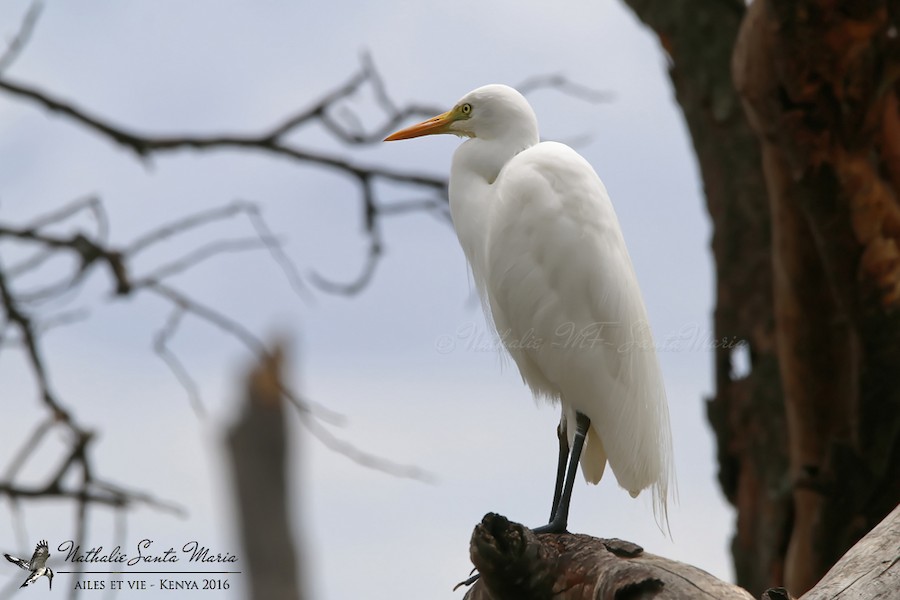 Intermediate Egret (Intermediate) - eBird
