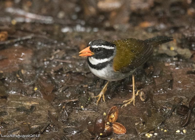 Orange-billed Sparrow (spectabilis) - eBird