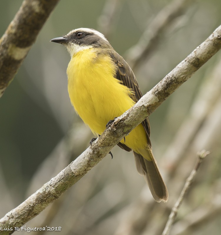 Luisito Común Grupo Similis Ebird