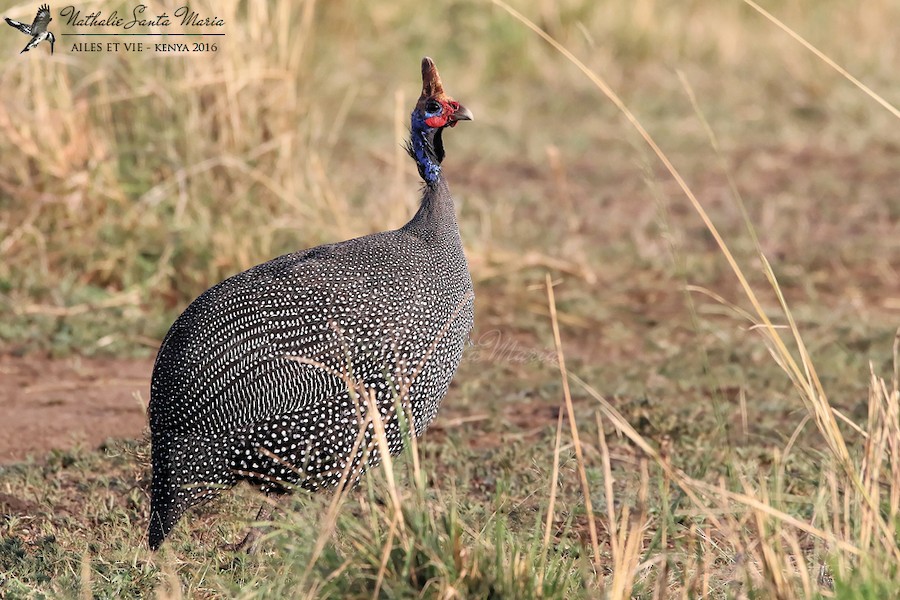 Pintada Común (reichenowi) - eBird
