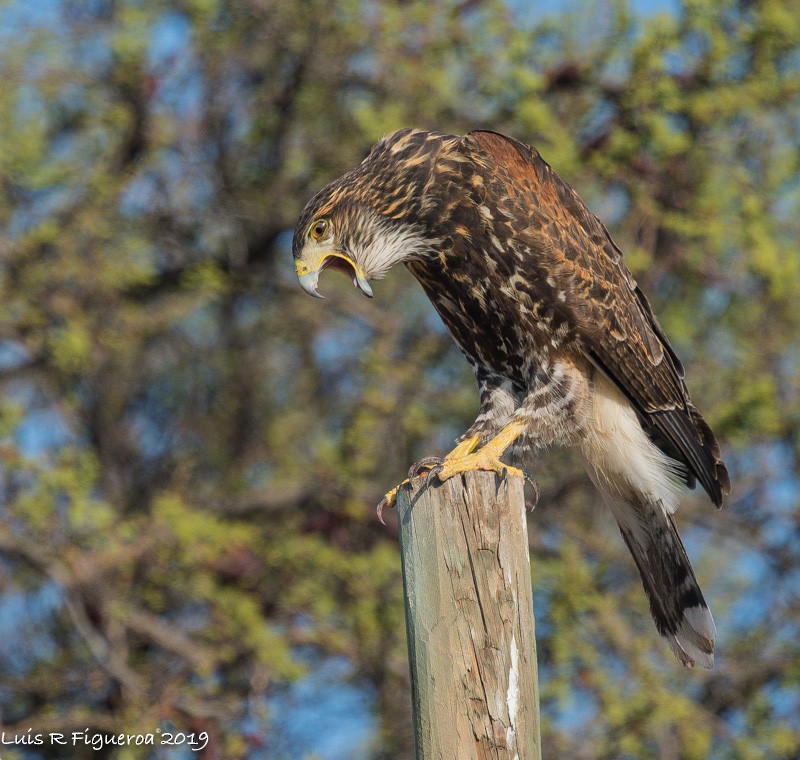 Harris's Hawk (Bay-winged) - eBird