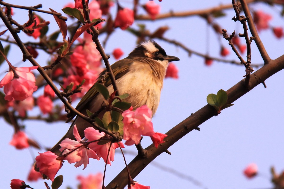 Light-vented Bulbul - Pycnonotus sinensis - Media Search - Macaulay ...