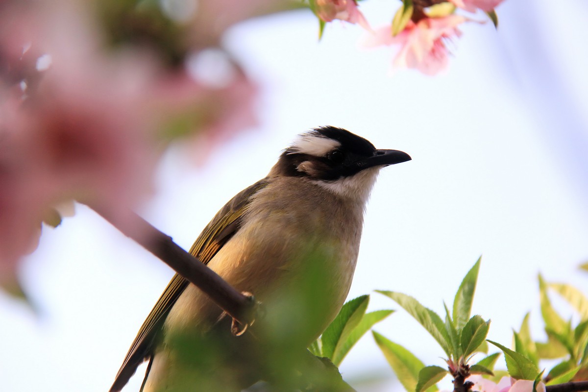 Light-vented Bulbul - Pycnonotus sinensis - Media Search - Macaulay ...