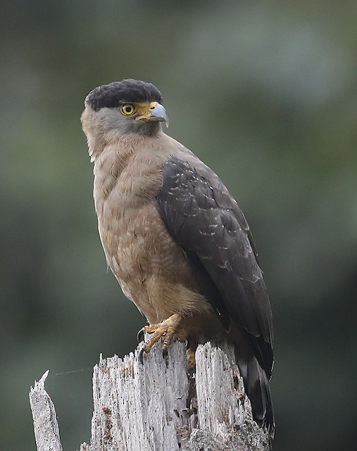 South Nicobar Serpent Eagle