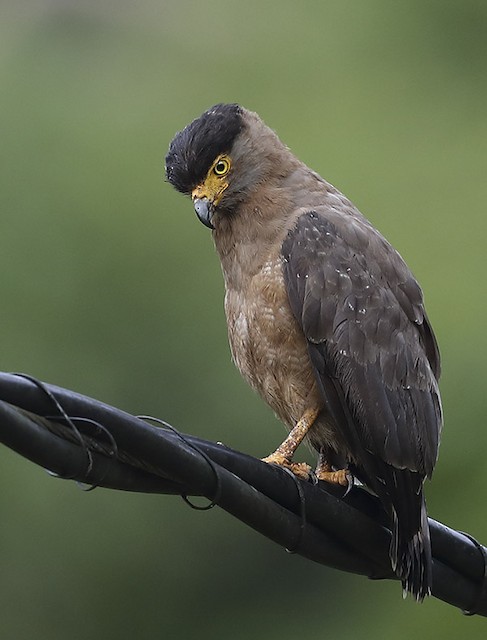 South Nicobar Serpent Eagle