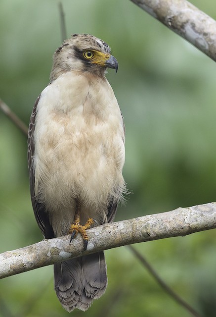 South Nicobar Serpent Eagle