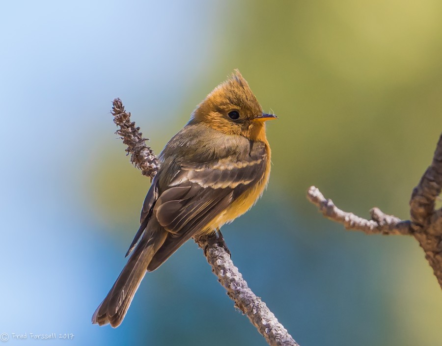 Mosquero Moñudo Común (phaeocercus/tenuirostris) - eBird