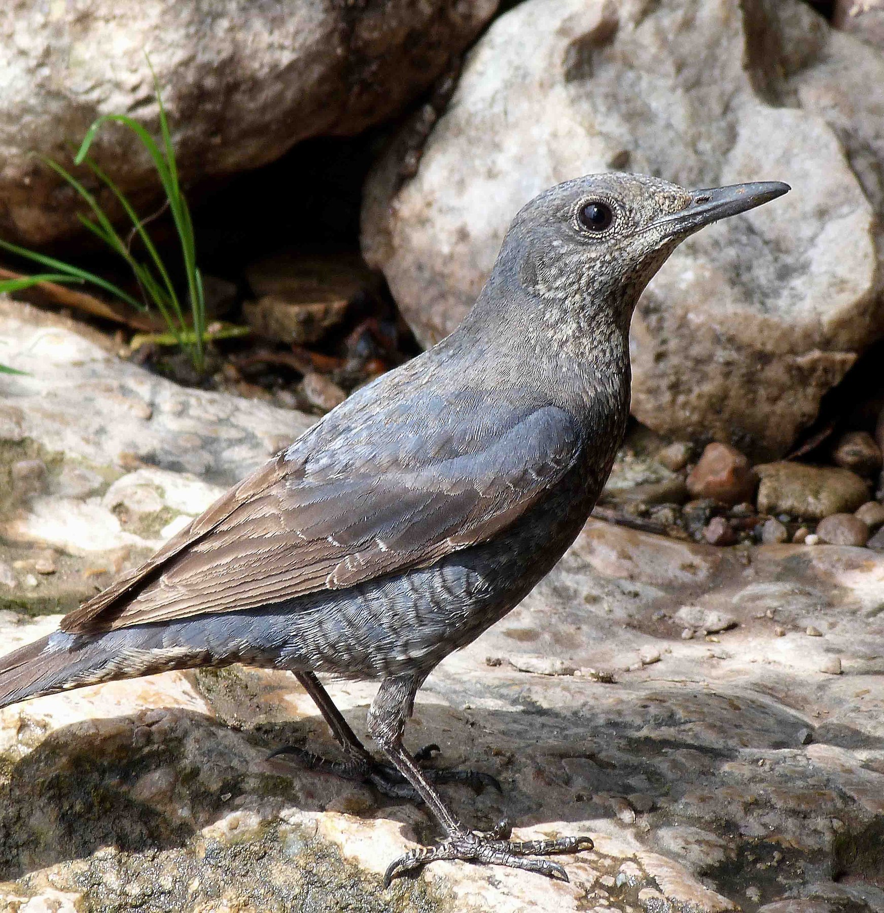 Roquero solitario (grupo solitarius) - eBird