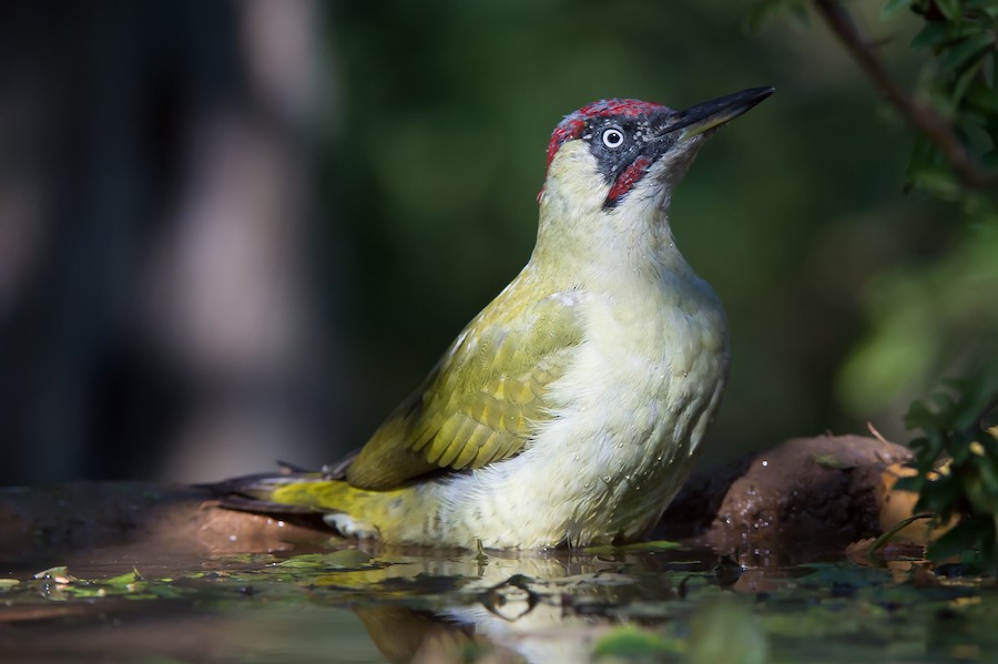 Pito Euroasiático (euroasiático/karelini) - eBird