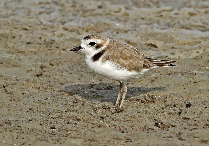 Chorlo Nevado (occidentalis) - eBird