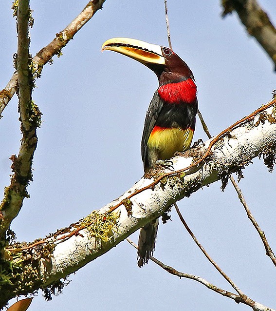Ivory-billed Aracari (Yellow-billed) - eBird