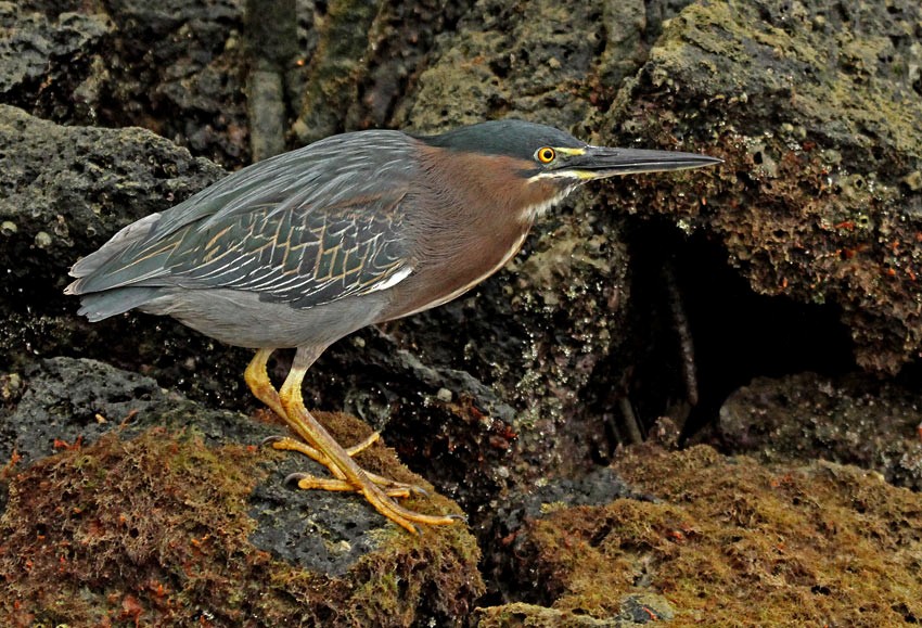 Garza Verde (virescens/bahamensis) - eBird