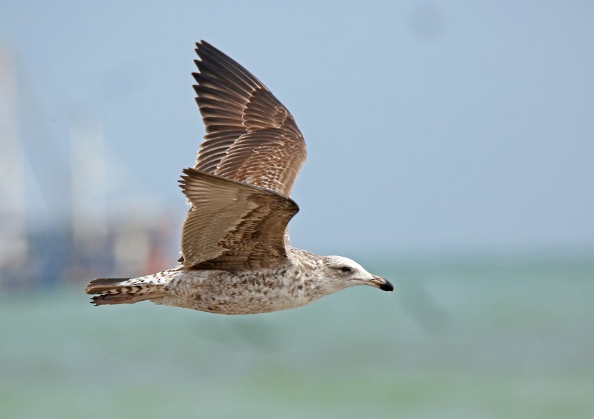 Kelp Gull (dominicanus) - eBird