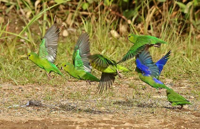 Sclaters Muspapegaai (sclateri) - eBird