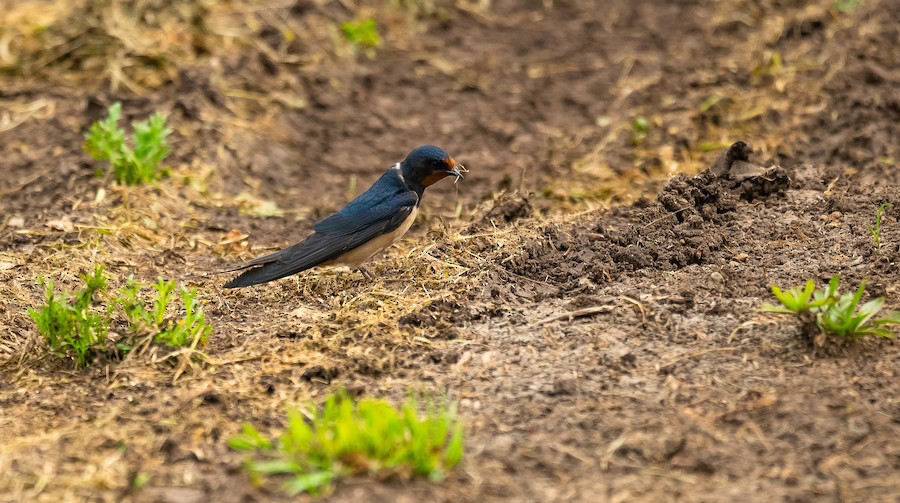 Barn Swallow (Levant) - eBird