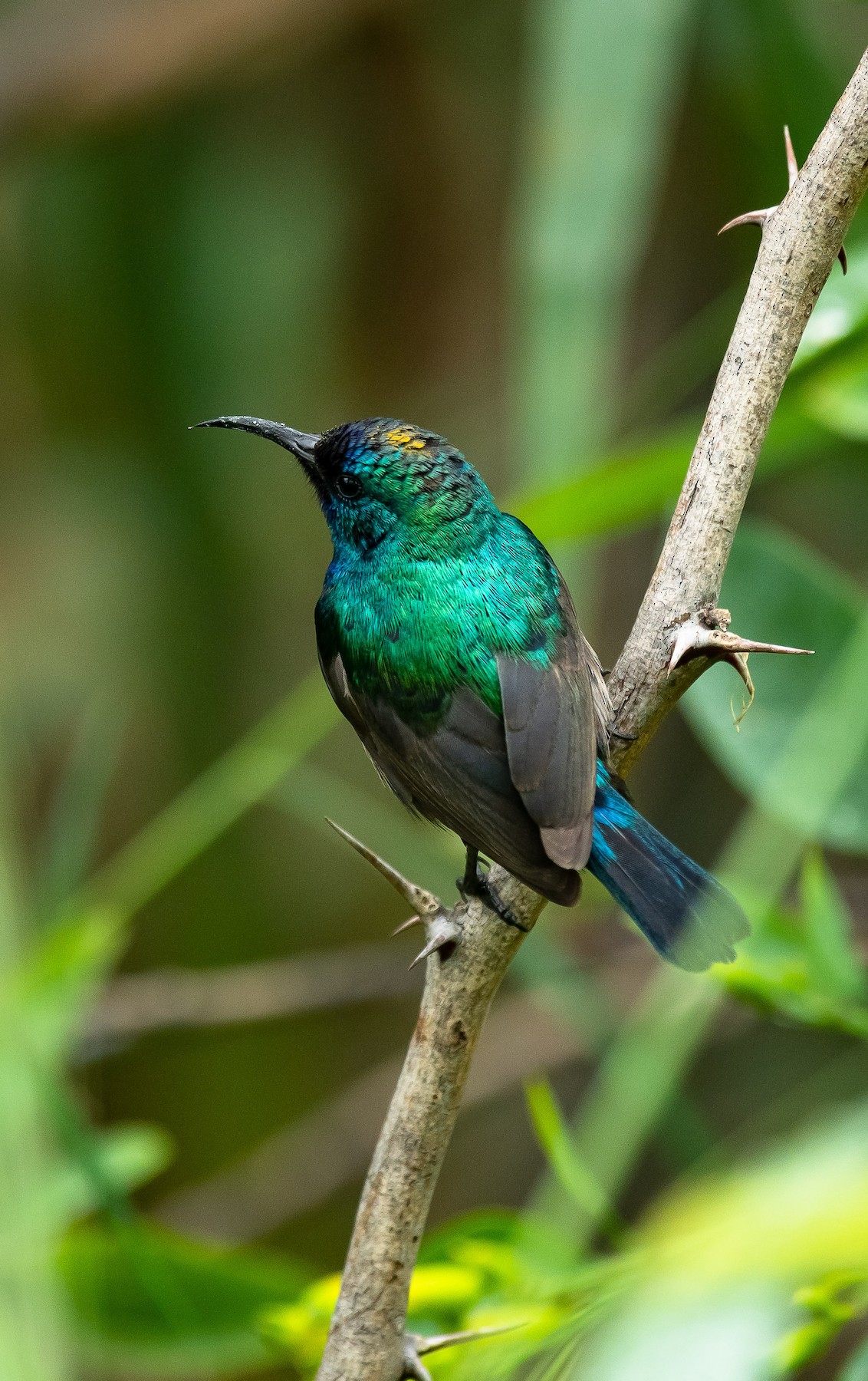 Palestine Sunbird (Palestine) - eBird