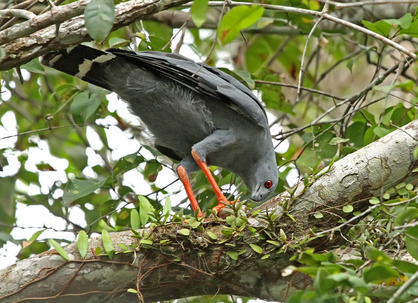 Crane Hawk (Grey) - eBird