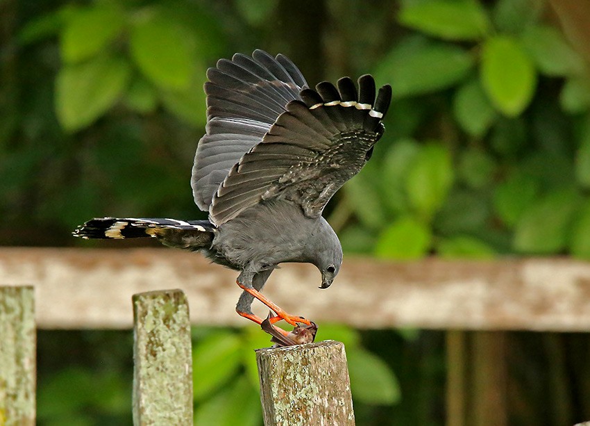 Crane Hawk (Blackish) - eBird