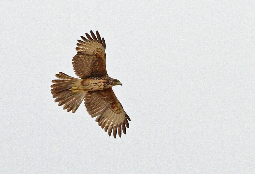 Kratkorepi Harisov jastreb - eBird