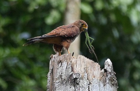 Spotted Kestrel