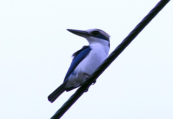 Pacific Kingfisher (South Pacific) - eBird