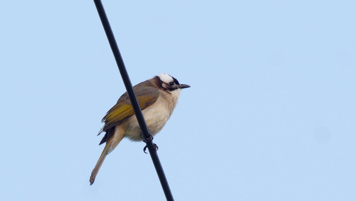 Light-vented Bulbul - Pycnonotus sinensis - Media Search - Macaulay ...