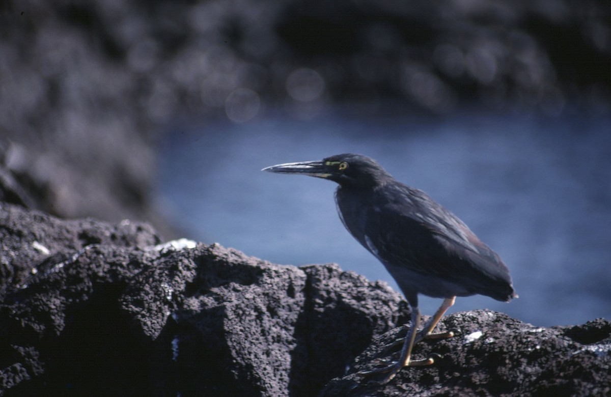 eBird Checklist - 12 Aug 1992 - Puerto Egas (-0.2087, -90.8315) - 1 species