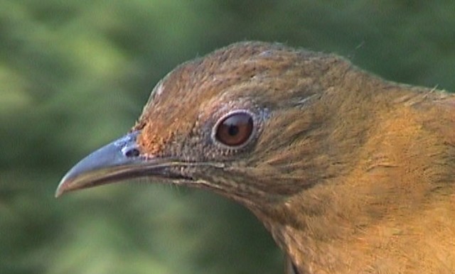 Photos - Hauxwell's Thrush - Turdus hauxwelli - Birds of the World