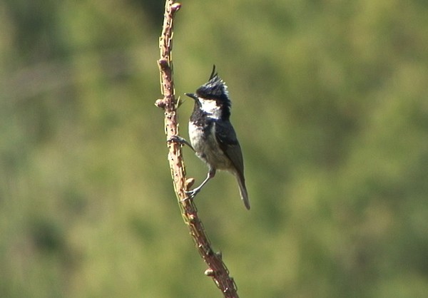 Coal Tit (Chinese) - eBird
