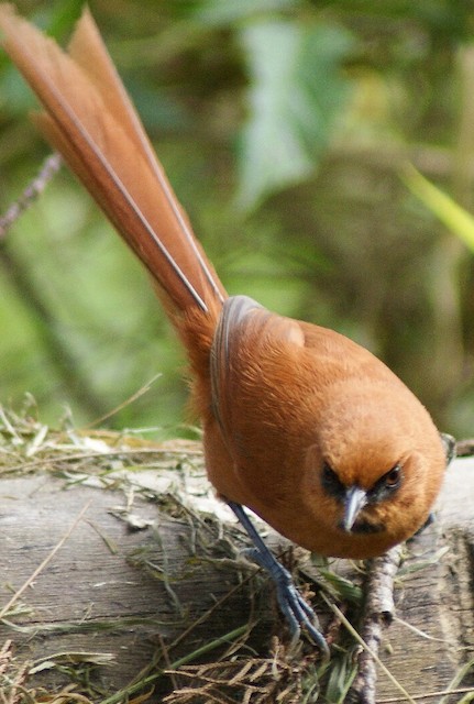 Photos - Black-throated Spinetail - Synallaxis castanea - Birds of the ...