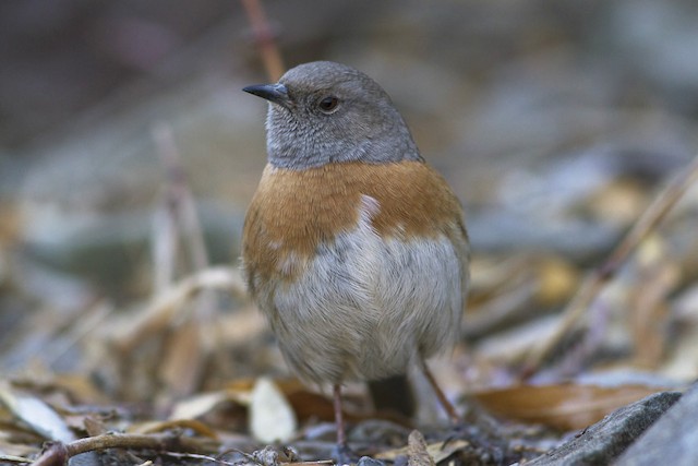 Photos - Robin Accentor - Prunella rubeculoides - Birds of the World