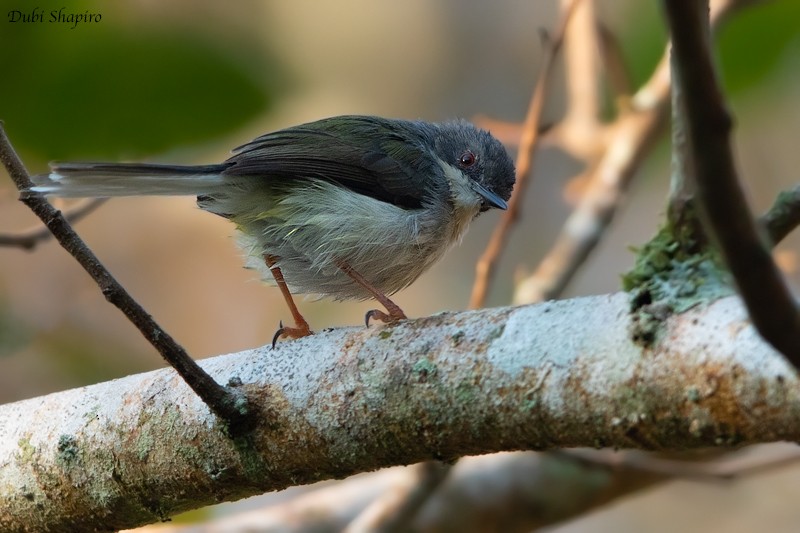 Buff-throated Apalis (Angola) - eBird
