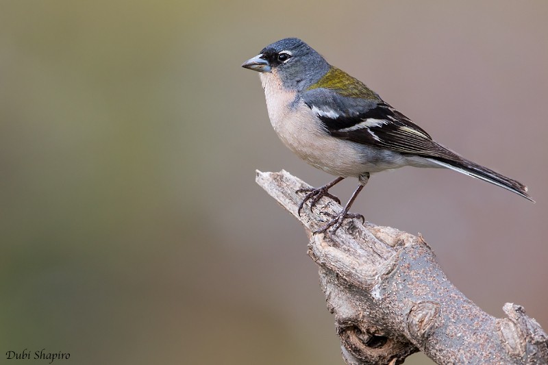 African Chaffinch (African) - eBird