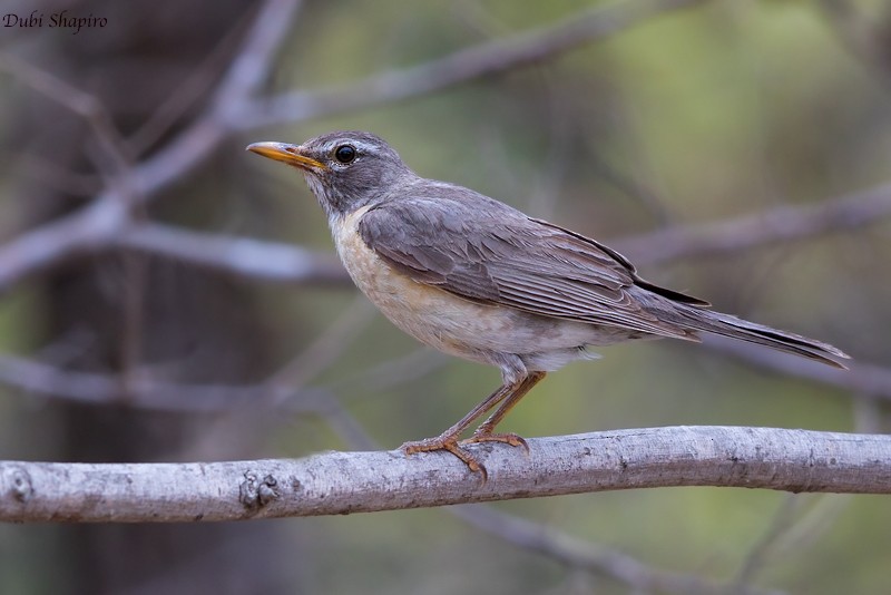 American Robin (San Lucas) - eBird