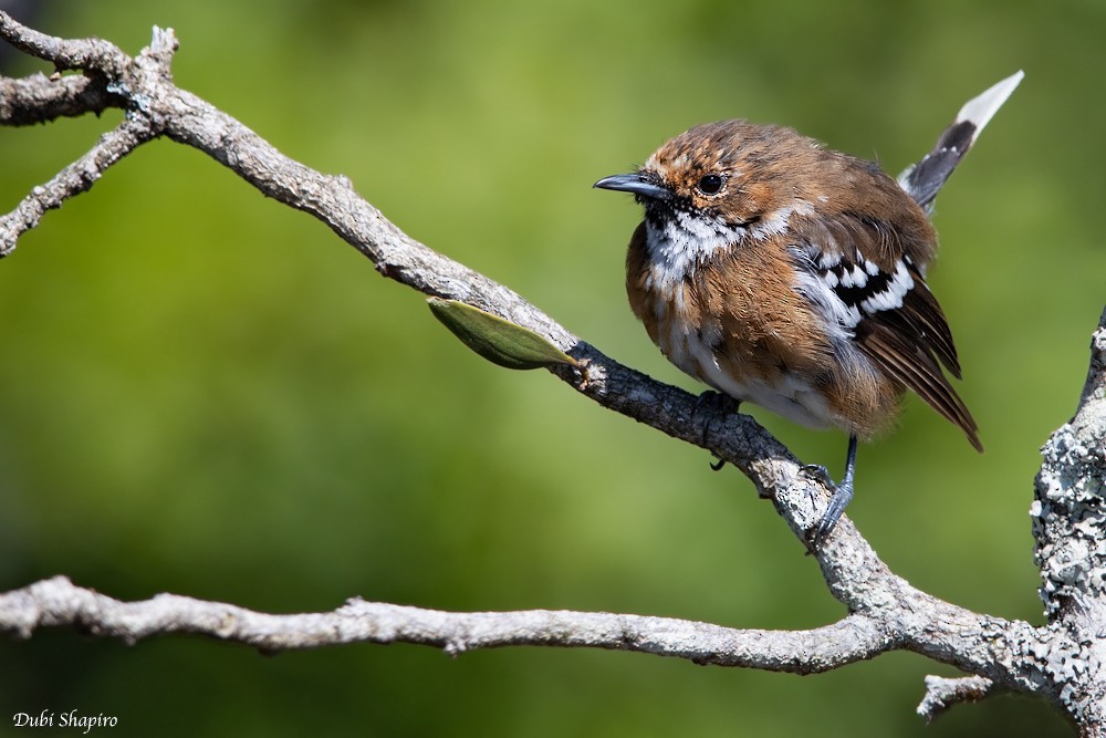 Monarca Elepaio (bryani) - eBird