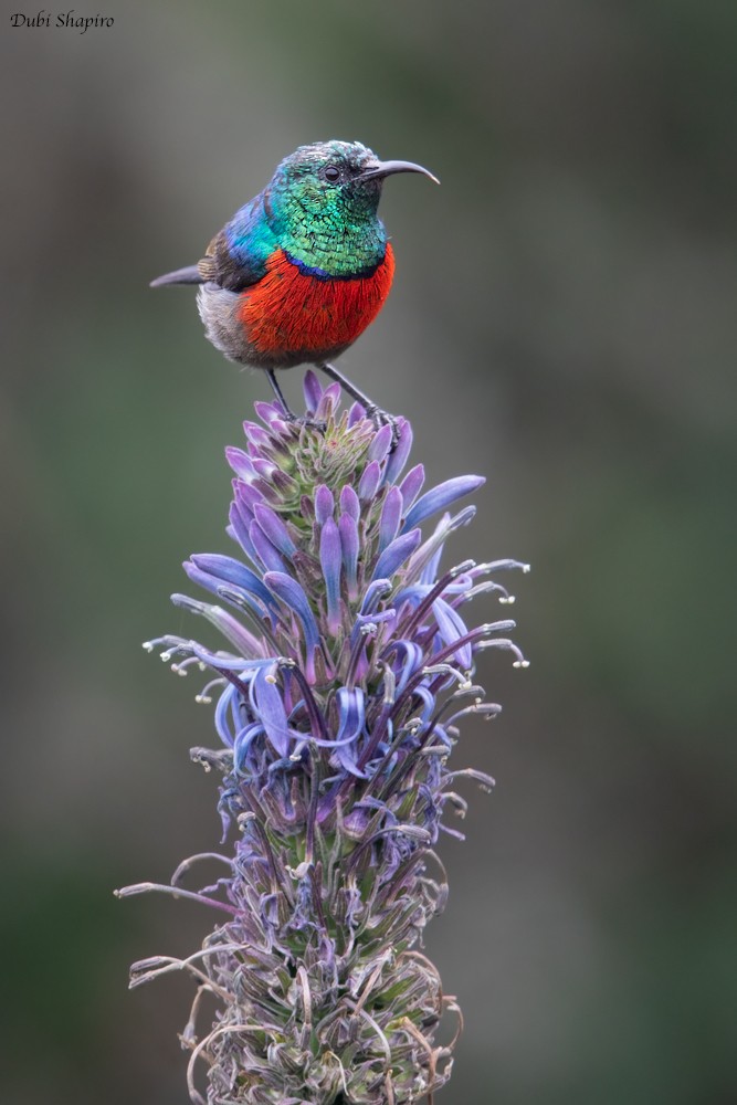 Souimanga de Preuss (preussi) - eBird
