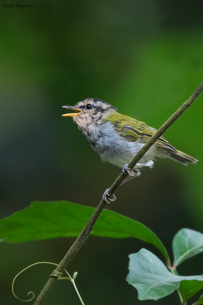 Black-capped Woodland-Warbler - eBird