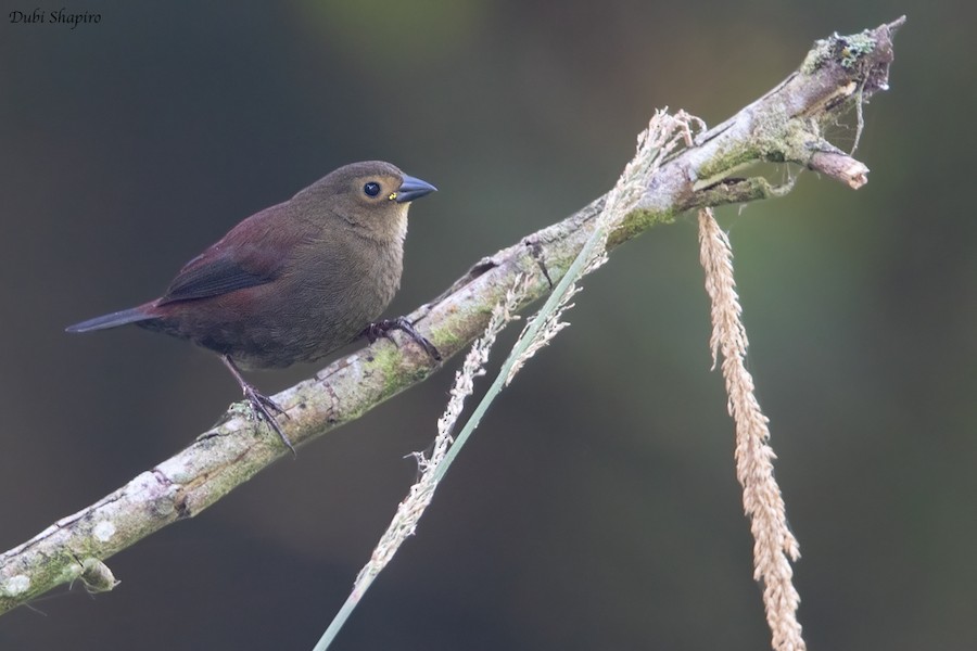 Red-faced Crimsonwing (Western) - eBird