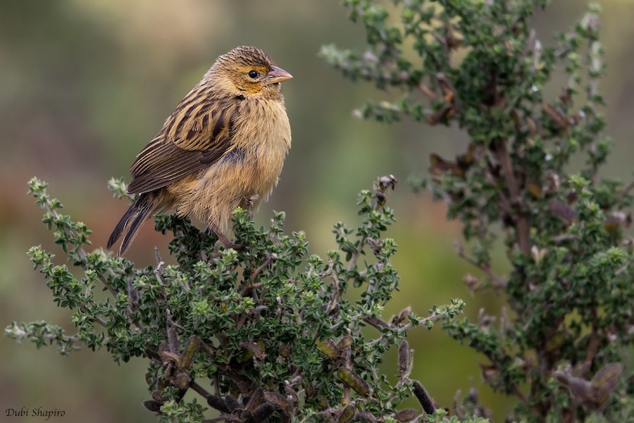 Yellow Bishop (Montane) - eBird
