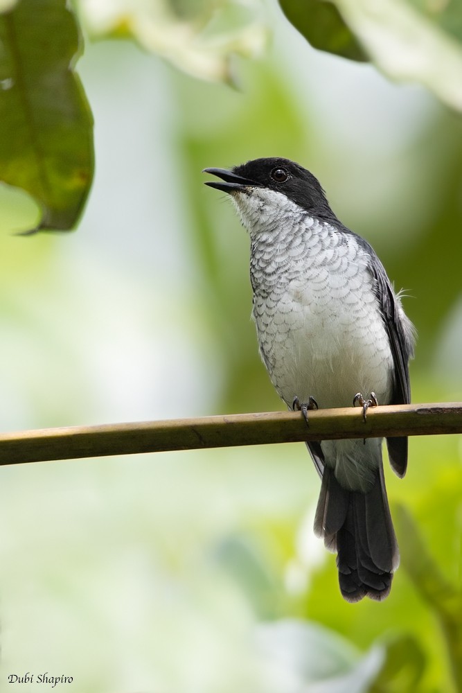 African Jungle Birds