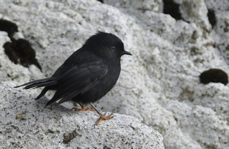 Tomtit (Snares Is.) - eBird