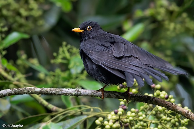 Black Thrush Bird