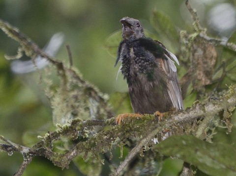 Standardwing (Semioptera wallacii) :: xeno-canto