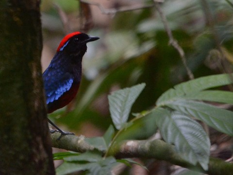 Garnet Pitta (Erythropitta granatina) :: xeno-canto