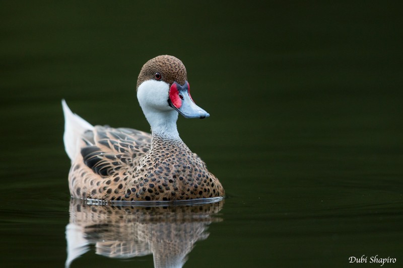 Pato gargantillo (bahamensis/rubrirostris) - eBird
