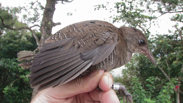 Photos - Luzon Rail - Lewinia mirifica - Birds of the World