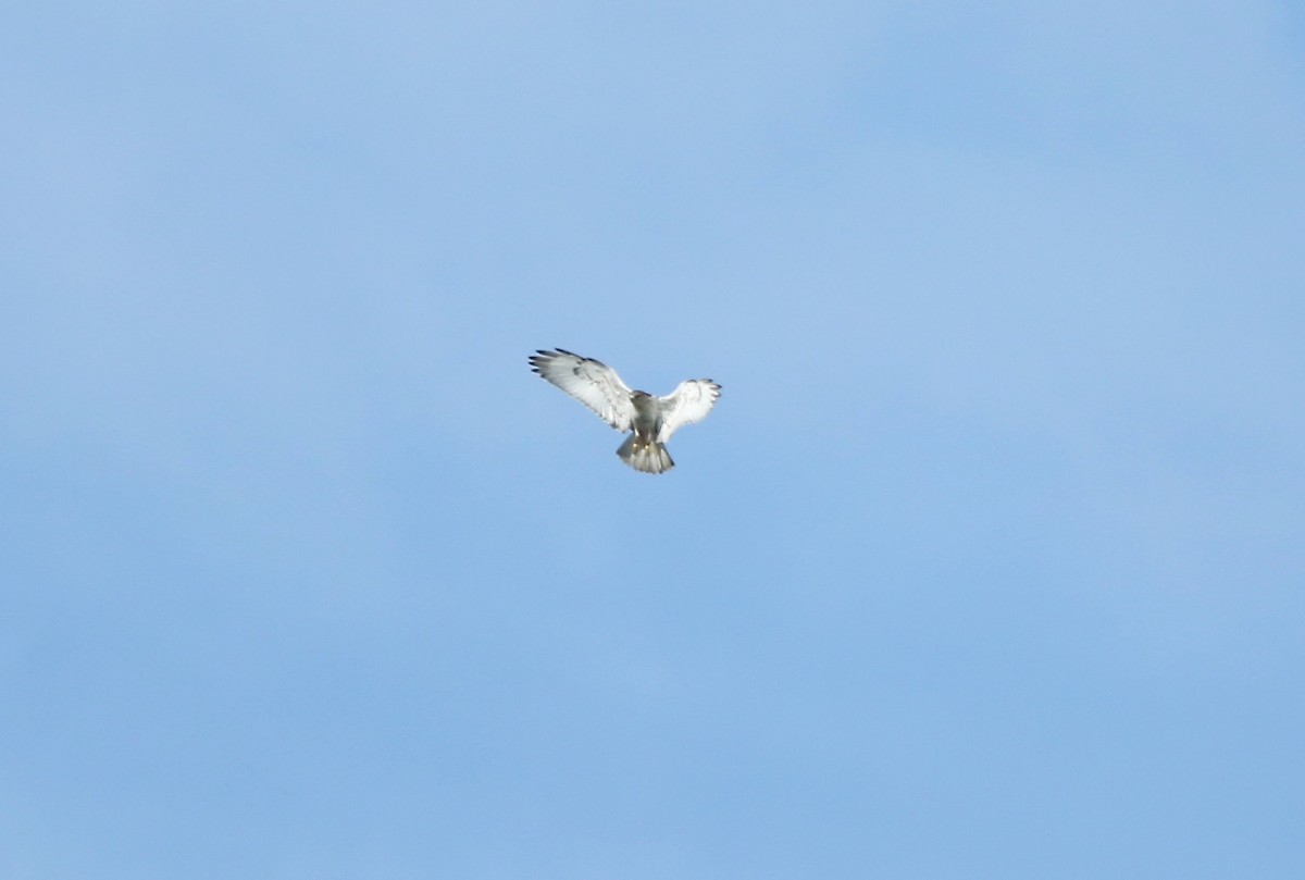 eBird Checklist - 23 Oct 2015 - Babel Slough - 44 species