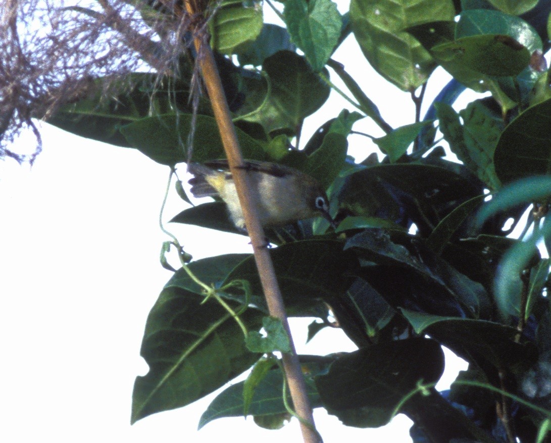 Anteojitos Embridado (saypani) - eBird