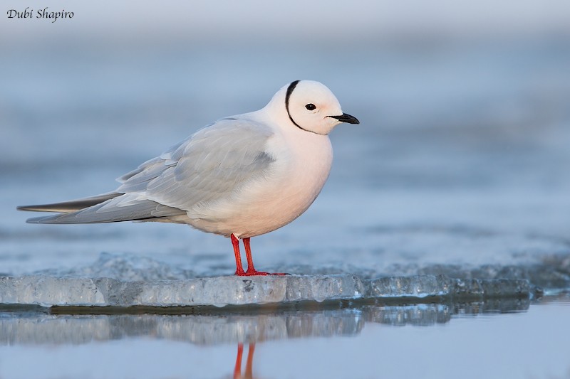 ML205125641 - Ross's Gull - Macaulay Library